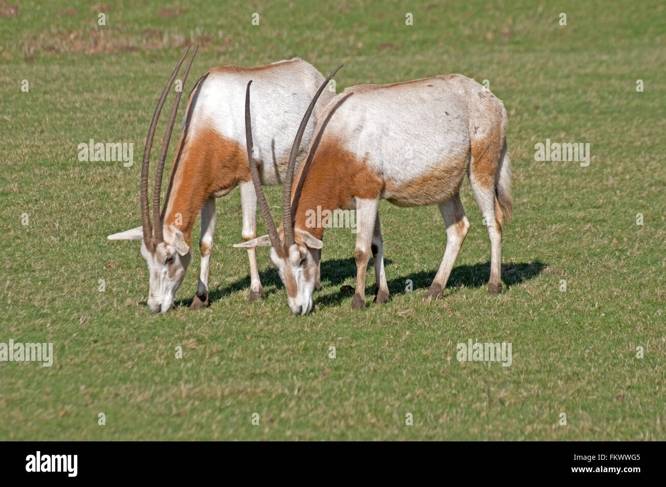 Scimitar-Horned Oryx, Oryx, Dammah, Africa, Antelope, Captive Stock ...