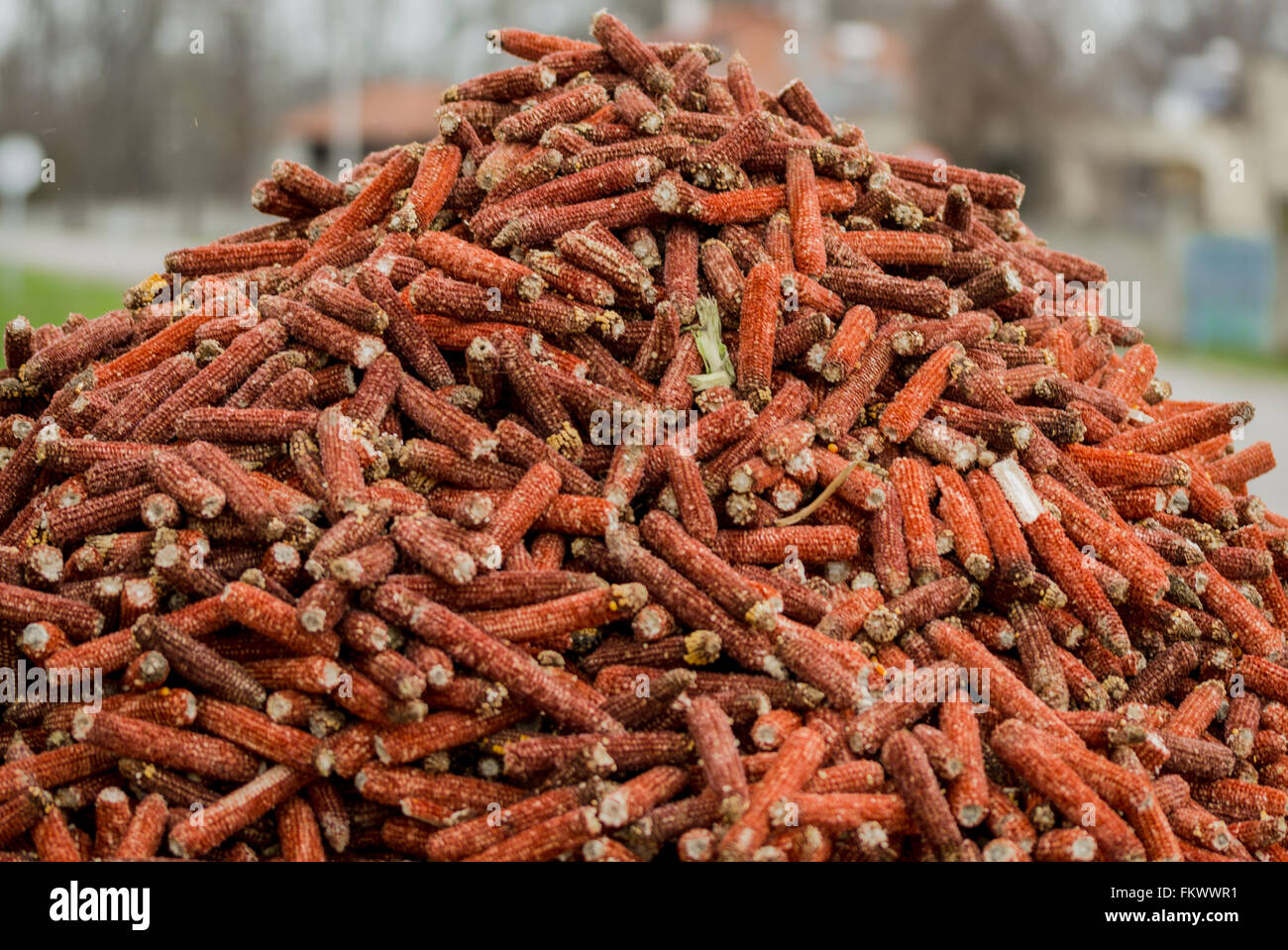 Shelled corn hi-res stock photography and images - Alamy