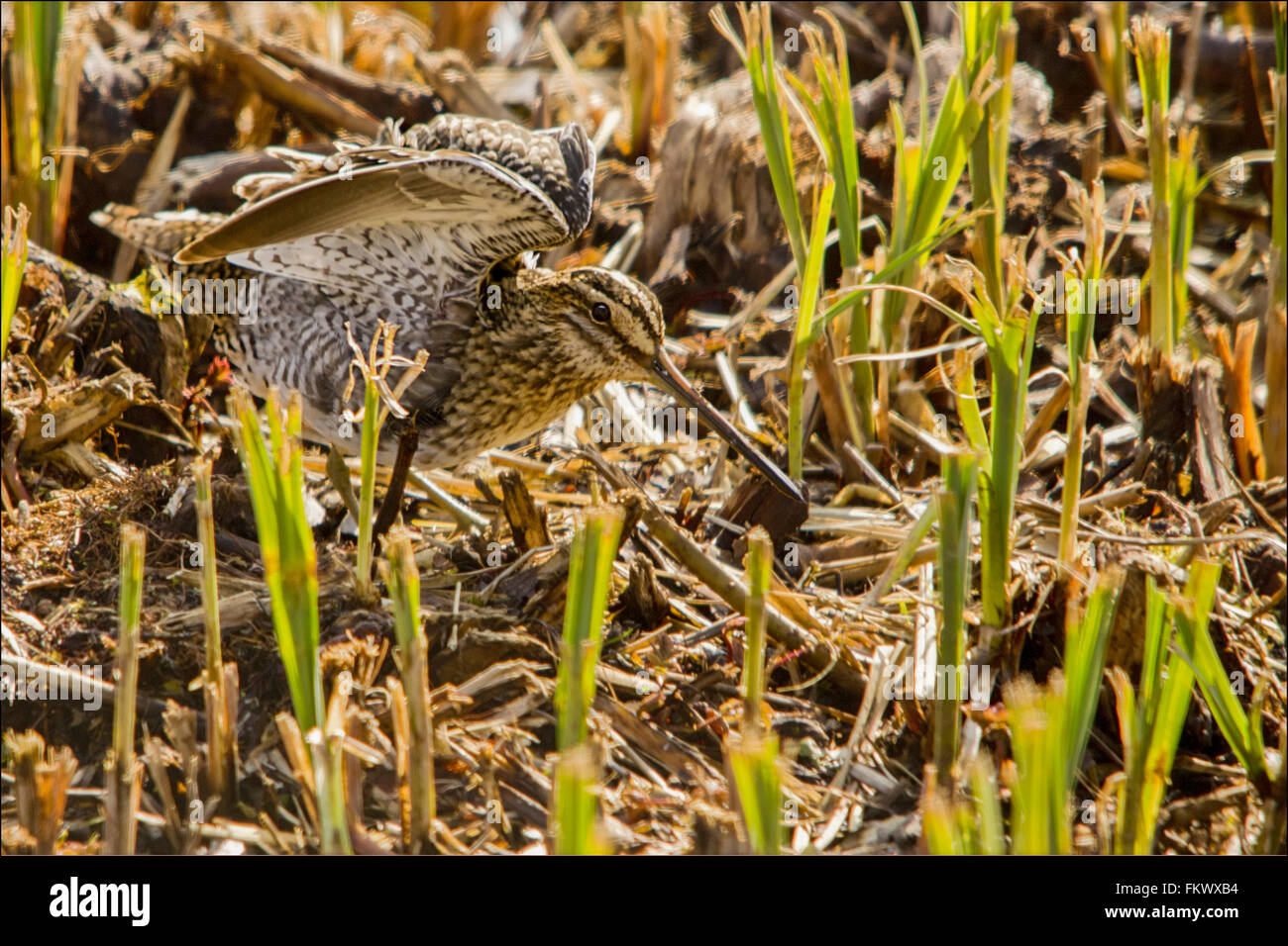 Cut reed bed wildlife hi-res stock photography and images - Alamy