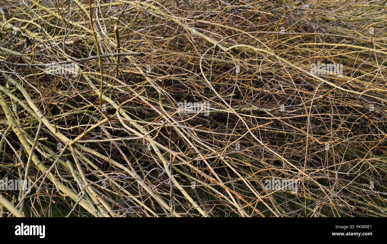 Shapes of branches and twigs hi-res stock photography and images - Alamy
