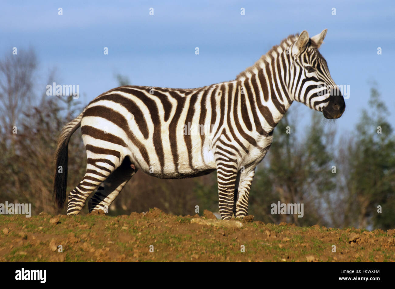 Zebra, Equus Zebra, Africa Stock Photo - Alamy