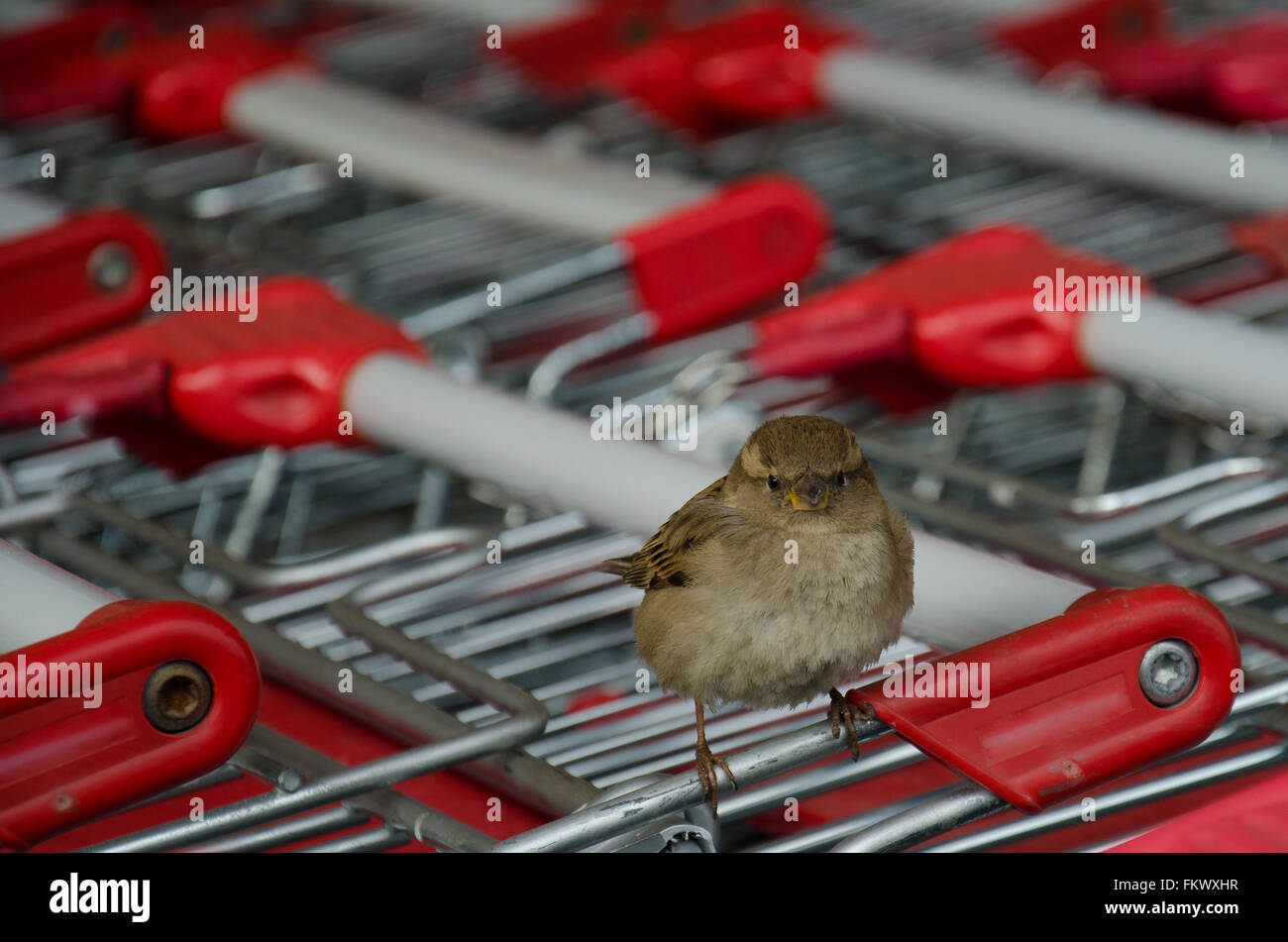 Bird on a supermarket trolley hi-res stock photography and images - Alamy