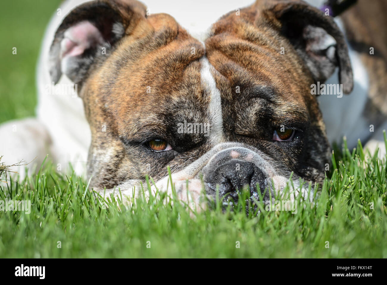 Lazy free hi-res stock photography and images - Alamy