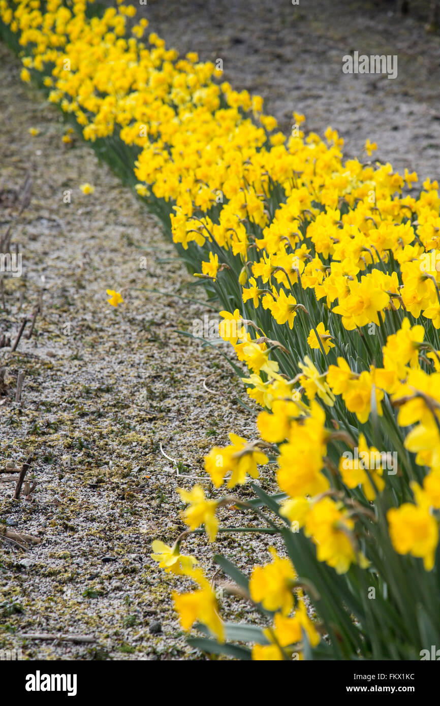 Daffodil backgrounds hi-res stock photography and images - Alamy