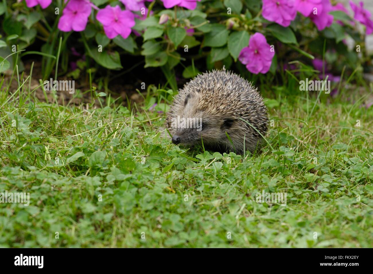 Western European hedgehog (Erinaceus europaeus) walking in a flowered ...