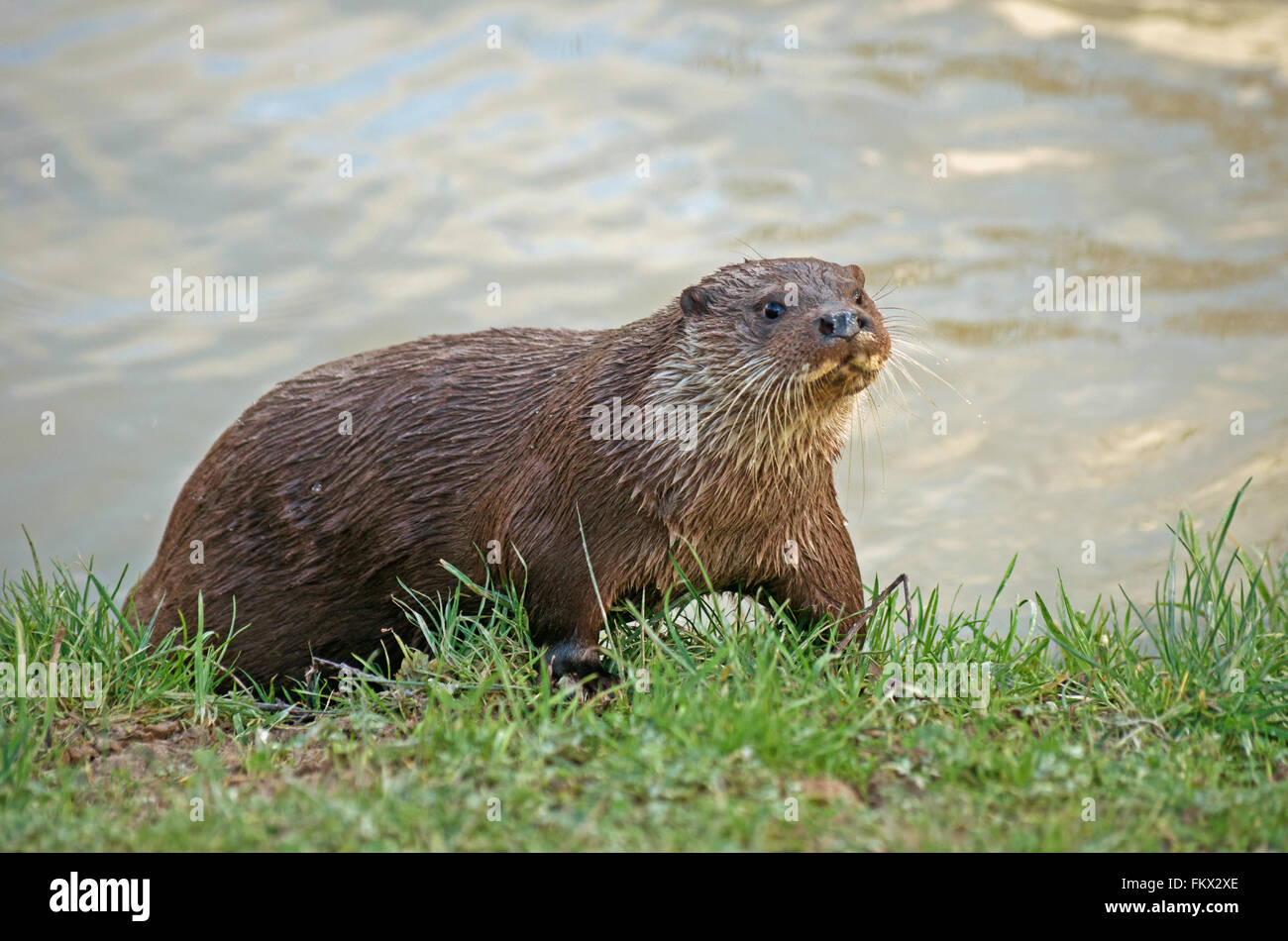 European, British Otter, Lutra Lutra Stock Photo - Alamy
