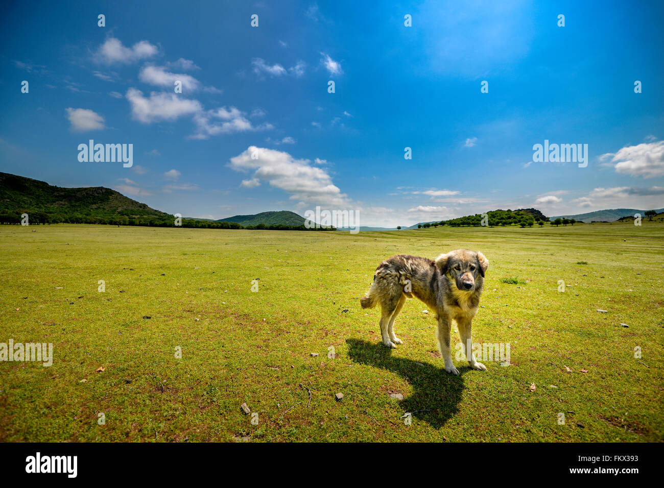 Dog looks into camera hi-res stock photography and images - Alamy