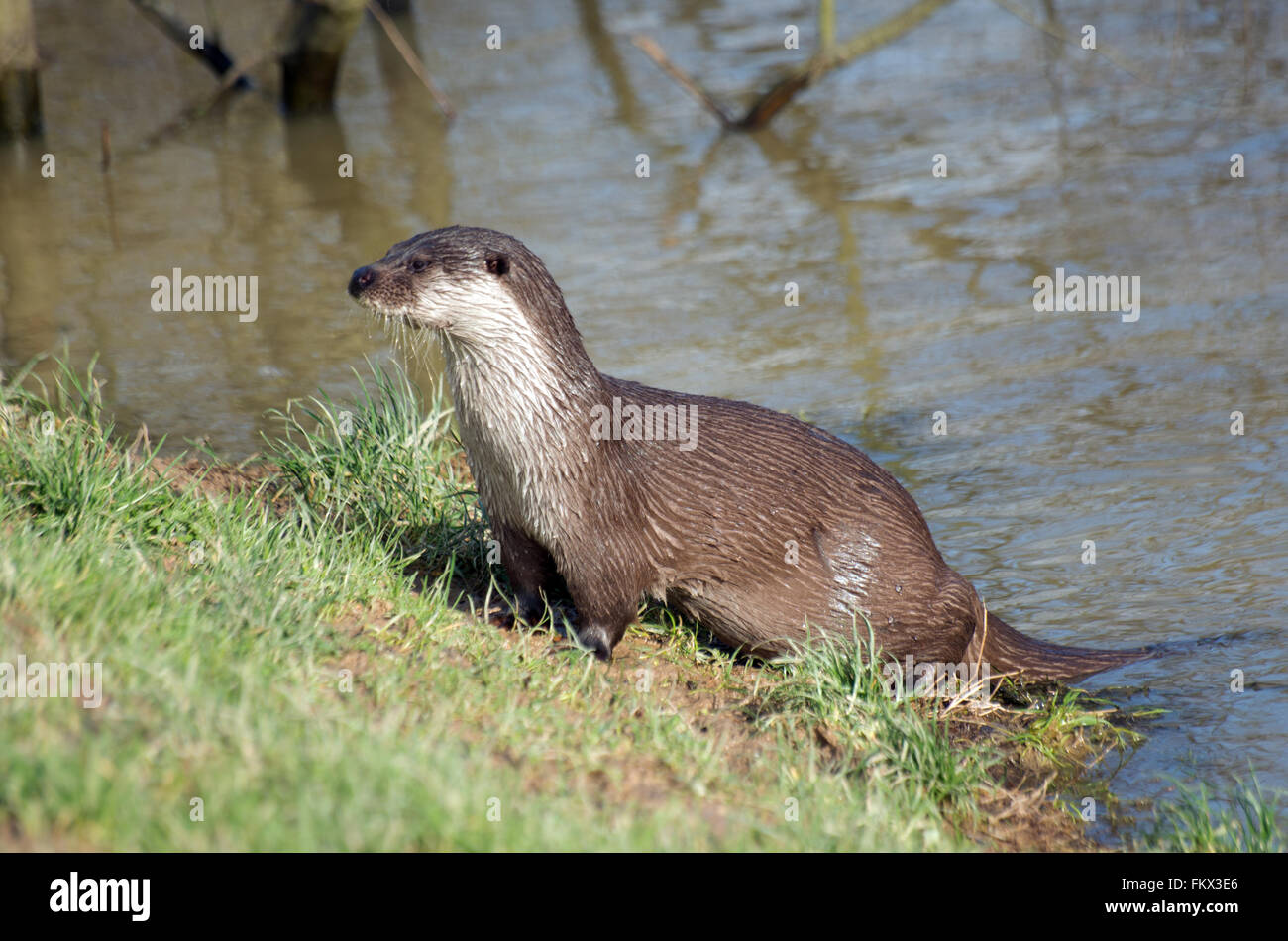European, British Otter, Lutra Lutra Stock Photo - Alamy