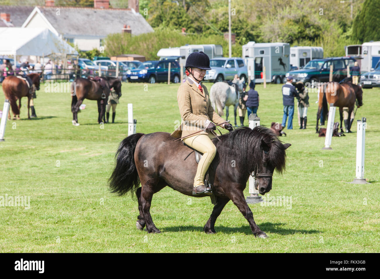 Cothi bridge agricultural horse pony near show hi-res stock photography ...