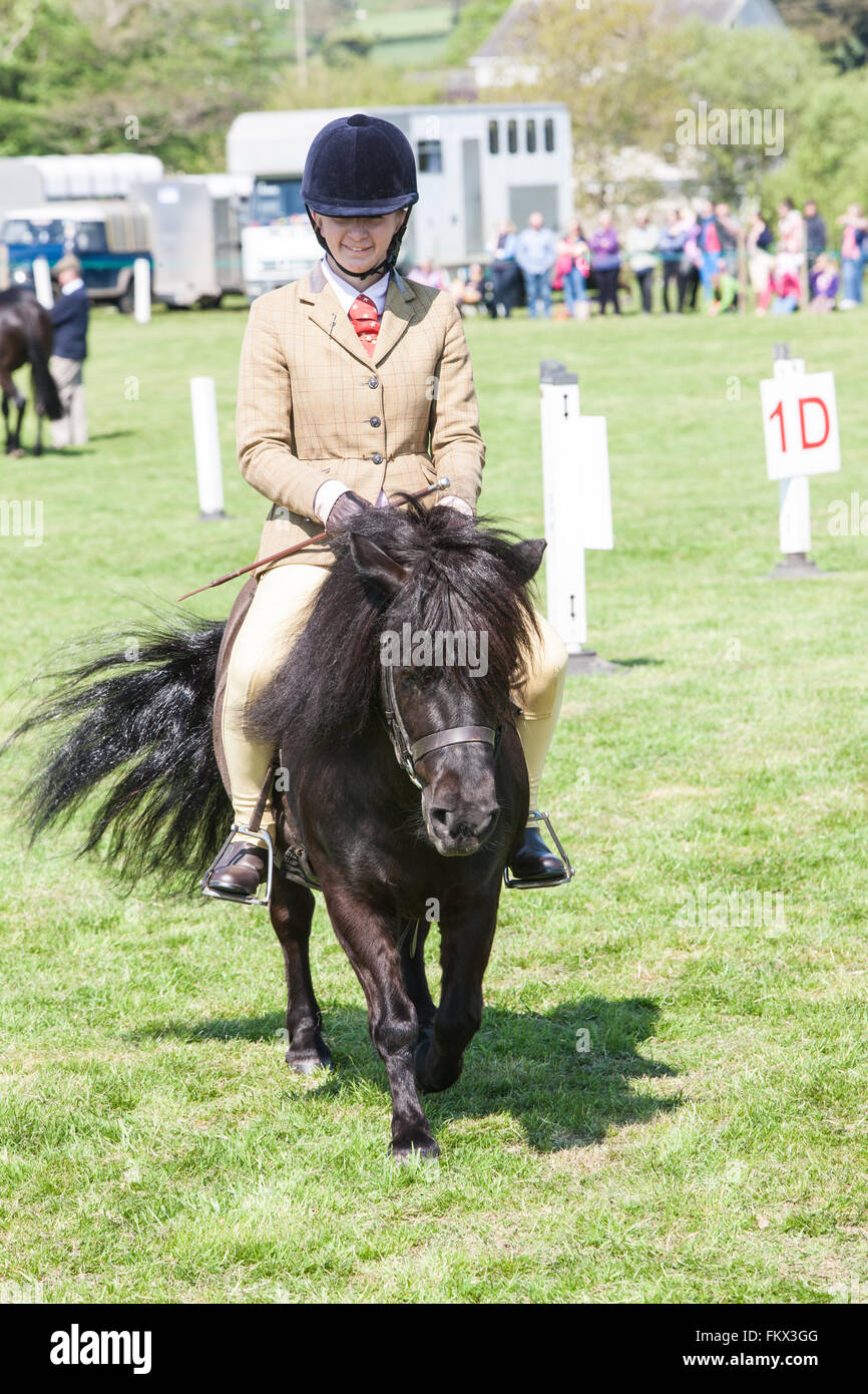 Cothi bridge agricultural horse pony near show hi-res stock photography ...