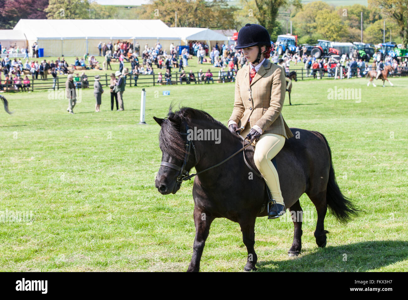 Cothi bridge agricultural horse pony near show hi-res stock photography ...
