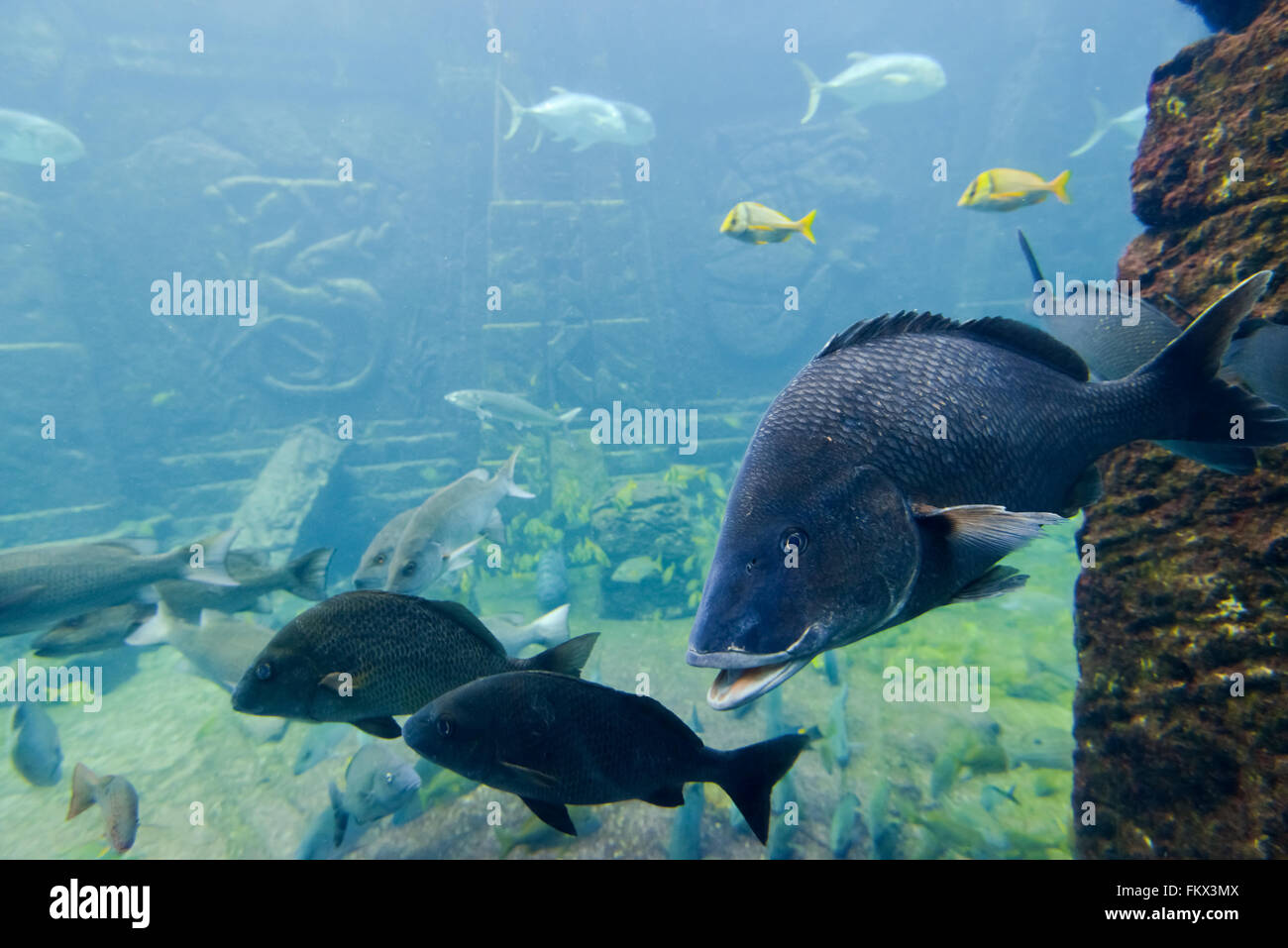 Colorful fish swimming in a reef Stock Photo - Alamy