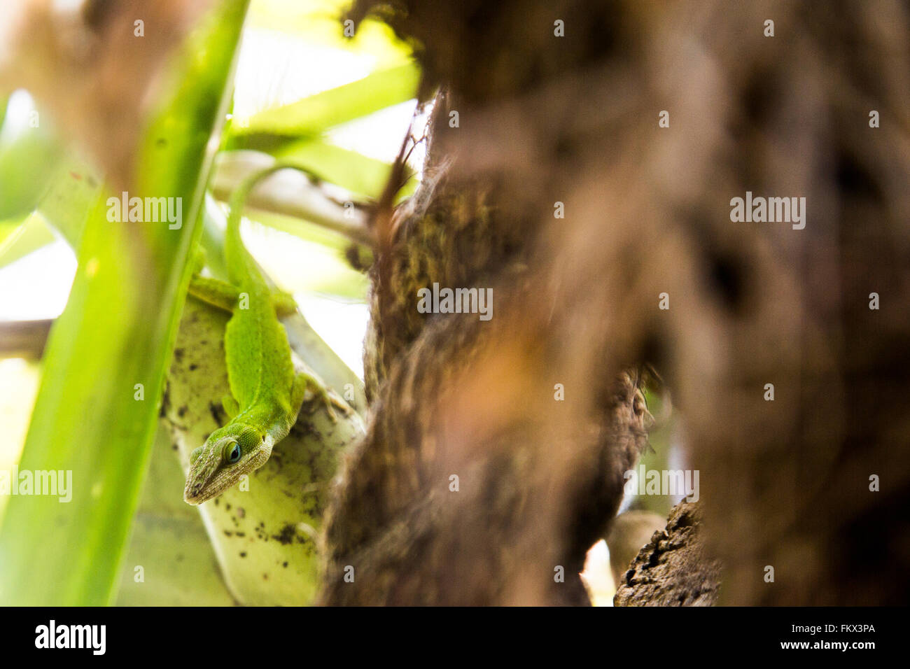 A Green Anole lizard at the Eden Project Stock Photo - Alamy