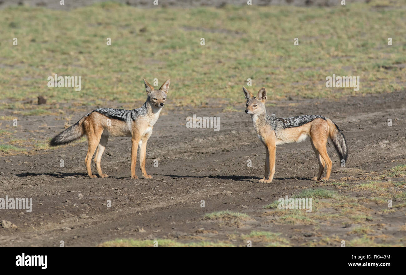 Black-backed jackal (Canis mesomelas). Pair Stock Photo - Alamy