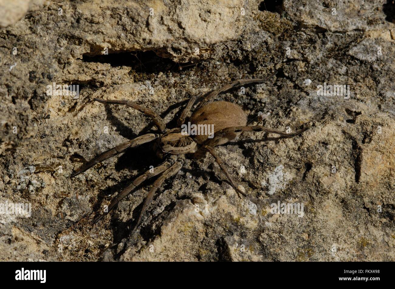 Wolfspider (Hogna radiata) female (body : 3 cm) Provence - France Stock ...