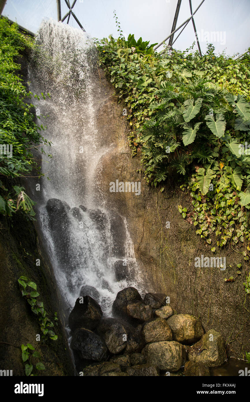 The waterfall in the Rainforest, Eden Project Stock Photo - Alamy