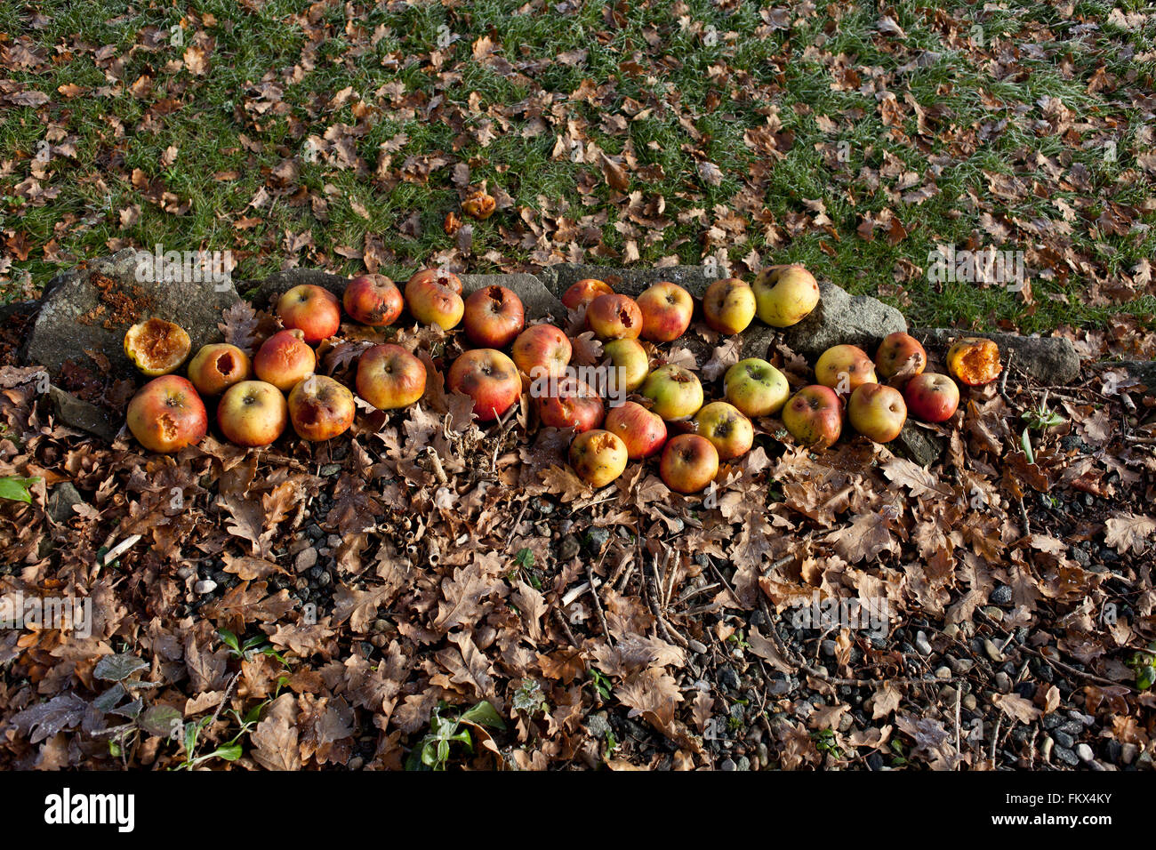 Windfall Apples High Resolution Stock Photography and Images - Alamy
