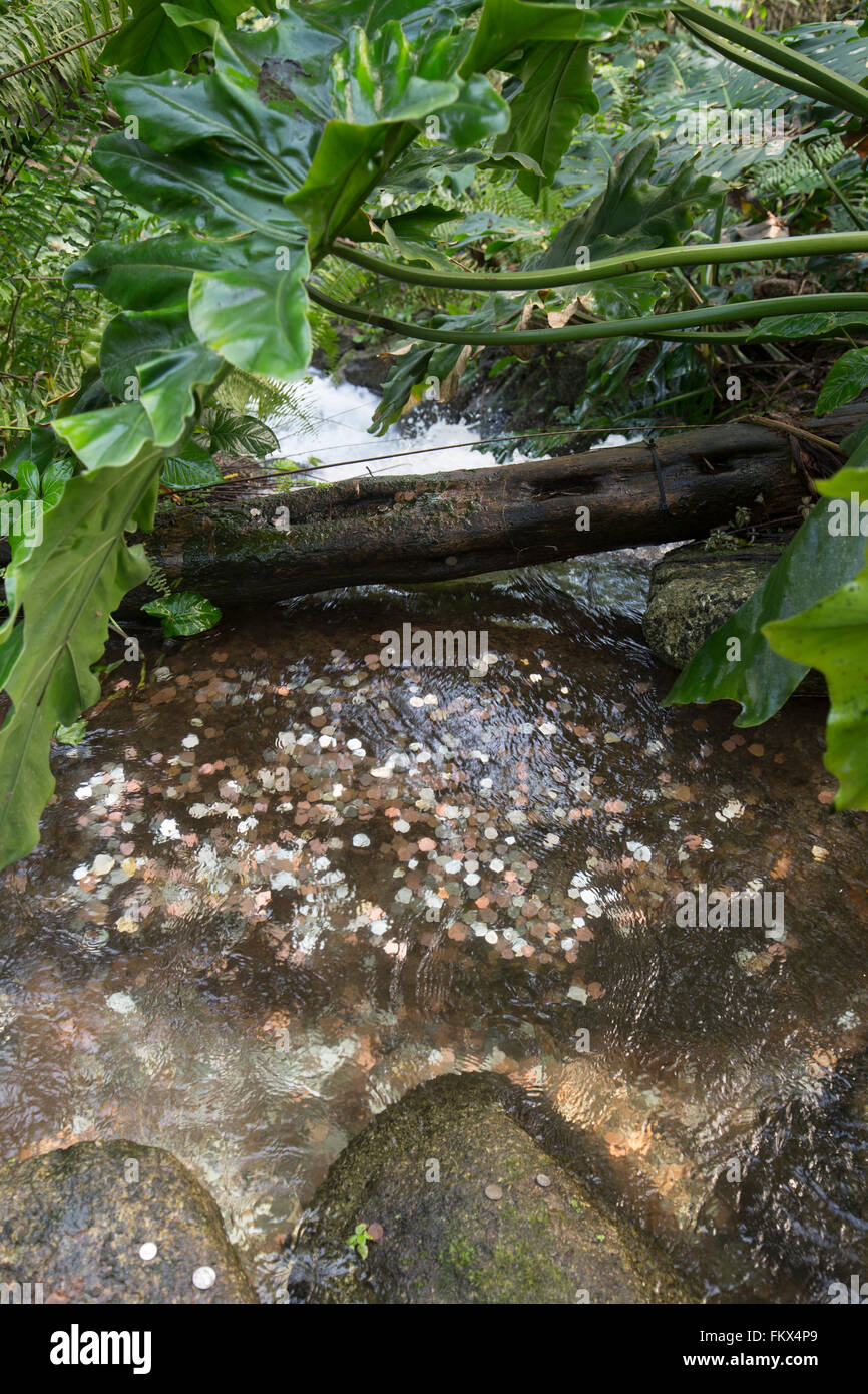 The make-shift wishing well/stream in the Rainforest at the Eden ...