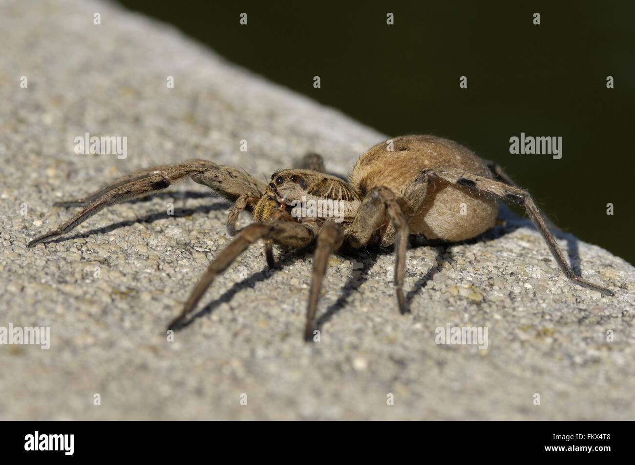 Wolfspider (Hogna radiata) female (body : 3 cm) Provence - France Stock ...