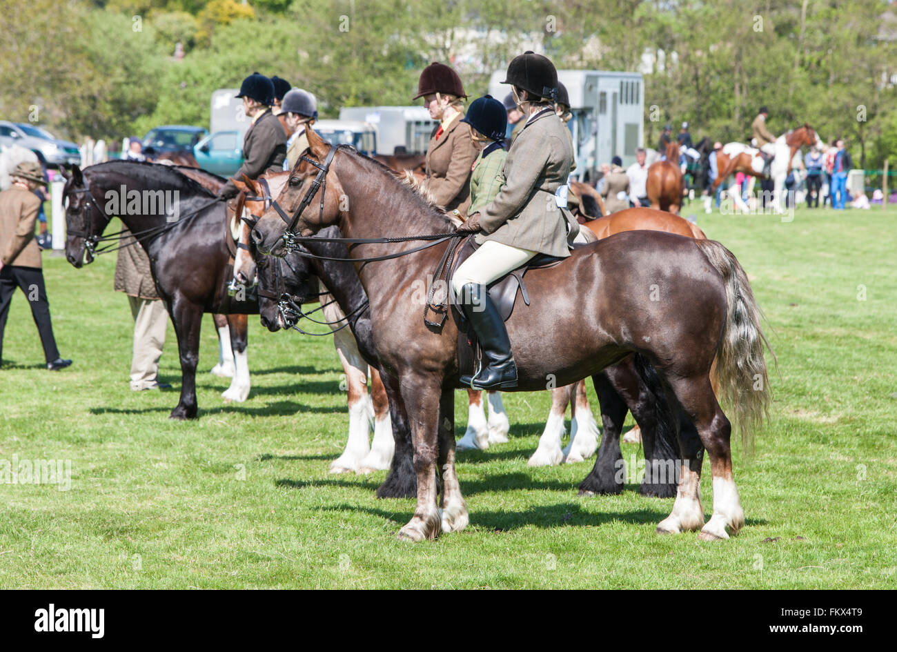 Cothi bridge agricultural horse pony near show hi-res stock photography ...