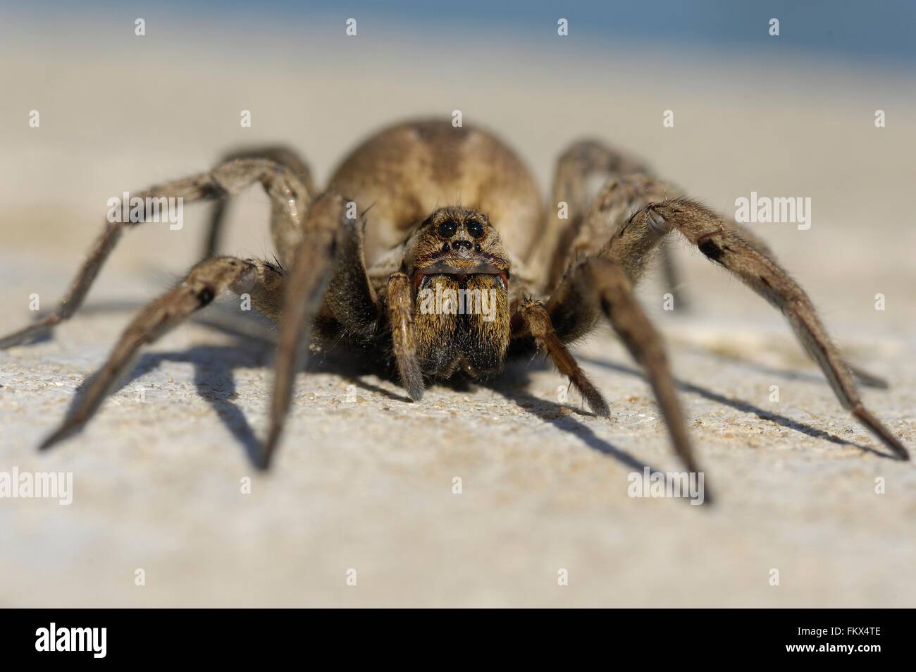Wolfspider (Hogna radiata) female (body : 3 cm) Provence - France Stock ...