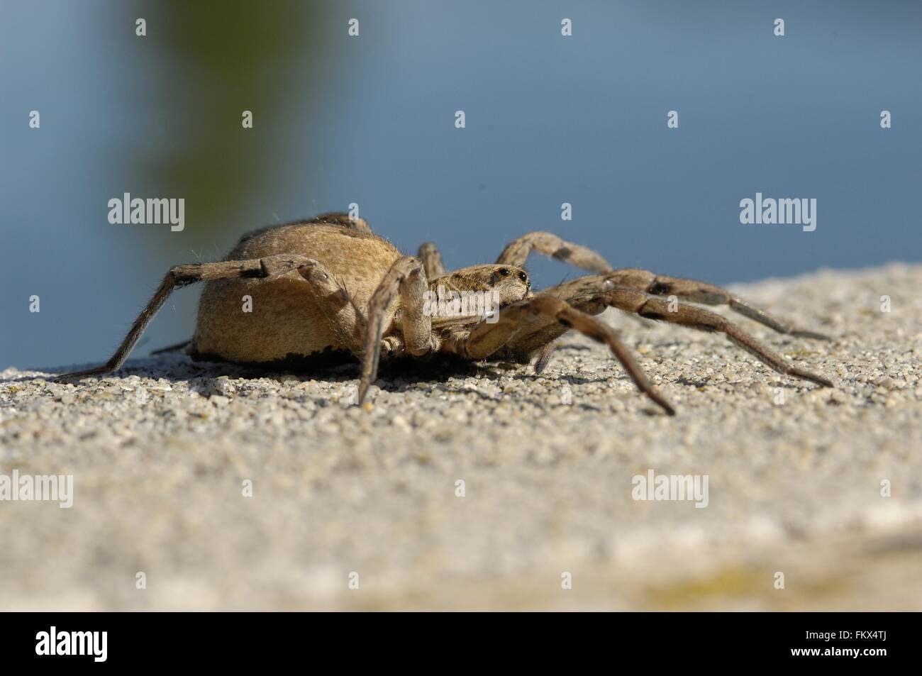 Wolfspider (Hogna radiata) female (body : 3 cm) Provence - France Stock ...