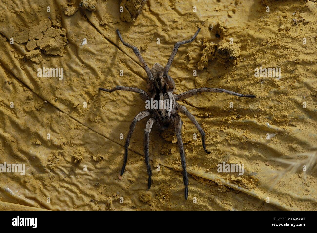 Wolfspider (Hogna radiata) female (body : 2,5 cm) Provence - France ...