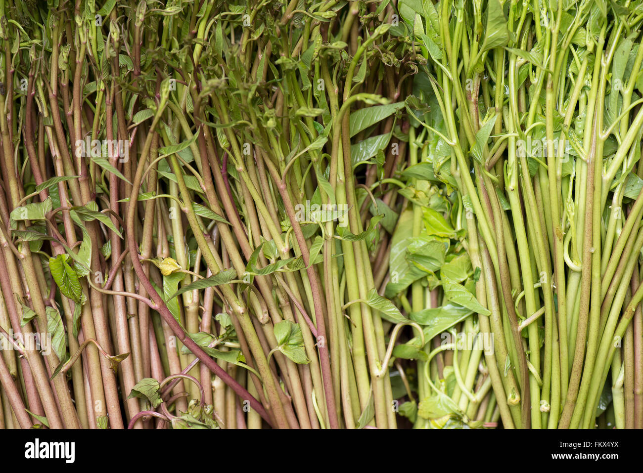 Fresh morning glory vegetable Stock Photo - Alamy