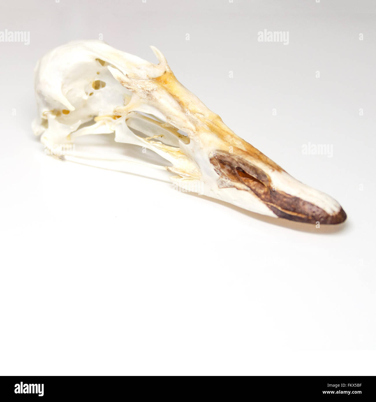 Skull of a Common Eider Duck on a white background Stock Photo - Alamy