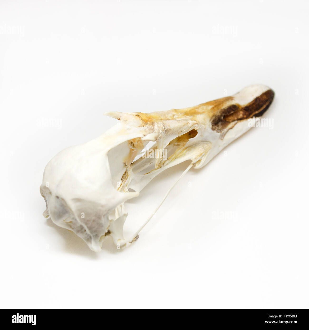 Skull of a Common Eider Duck on a white background Stock Photo - Alamy