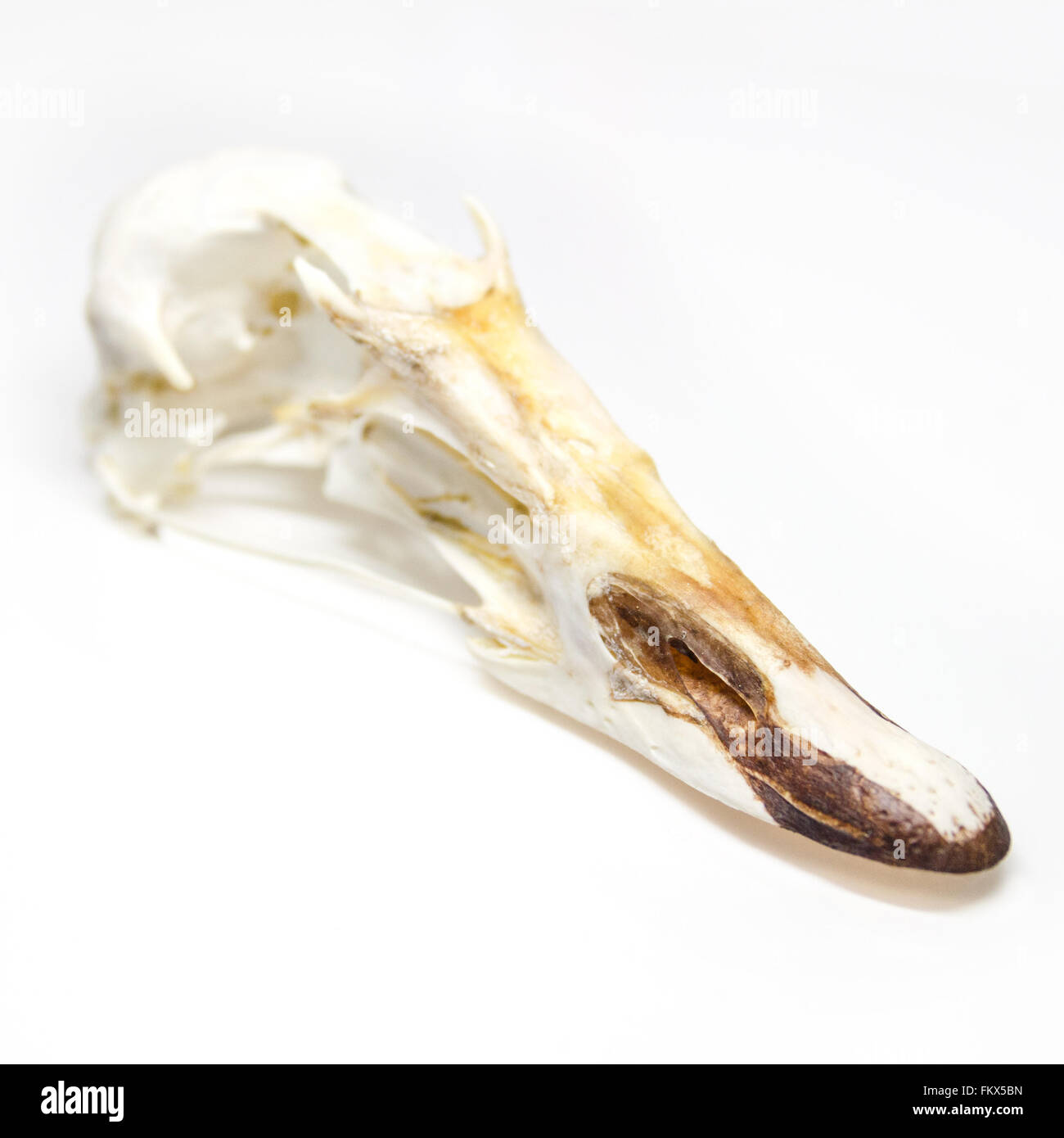 Bird skeleton cut out hi-res stock photography and images - Alamy