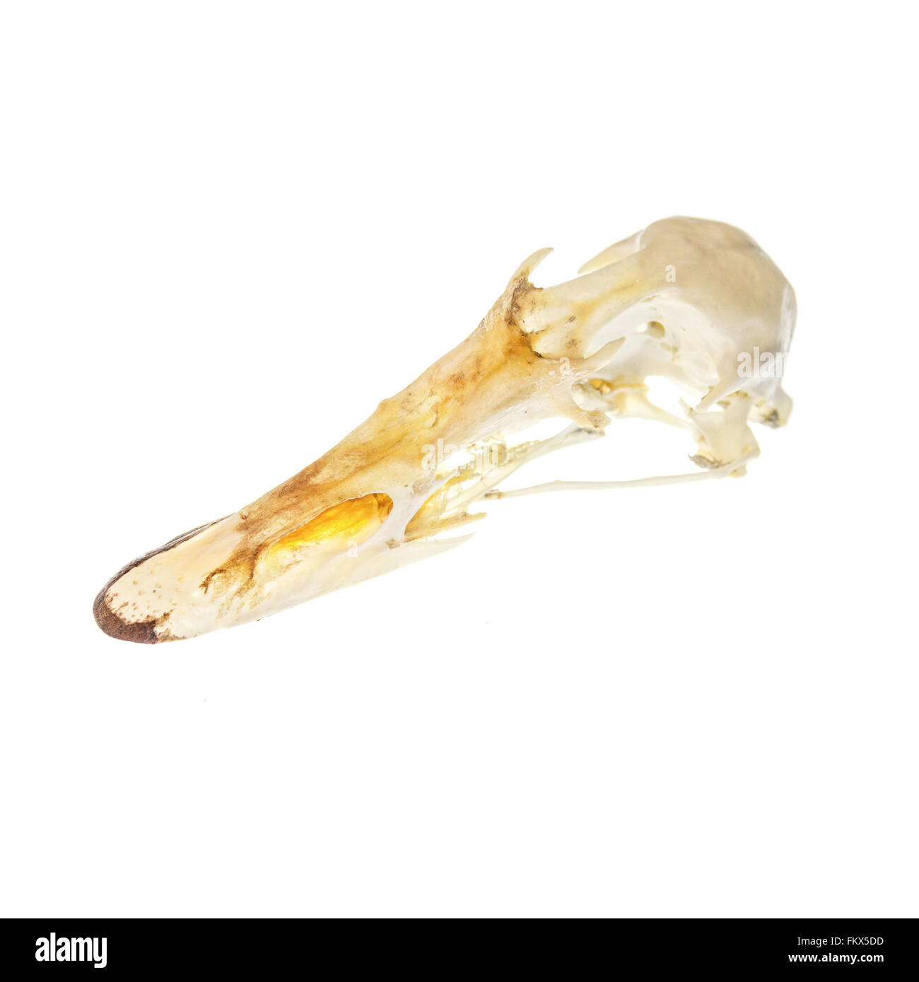Skull of a Common Eider Duck on a light box Stock Photo - Alamy