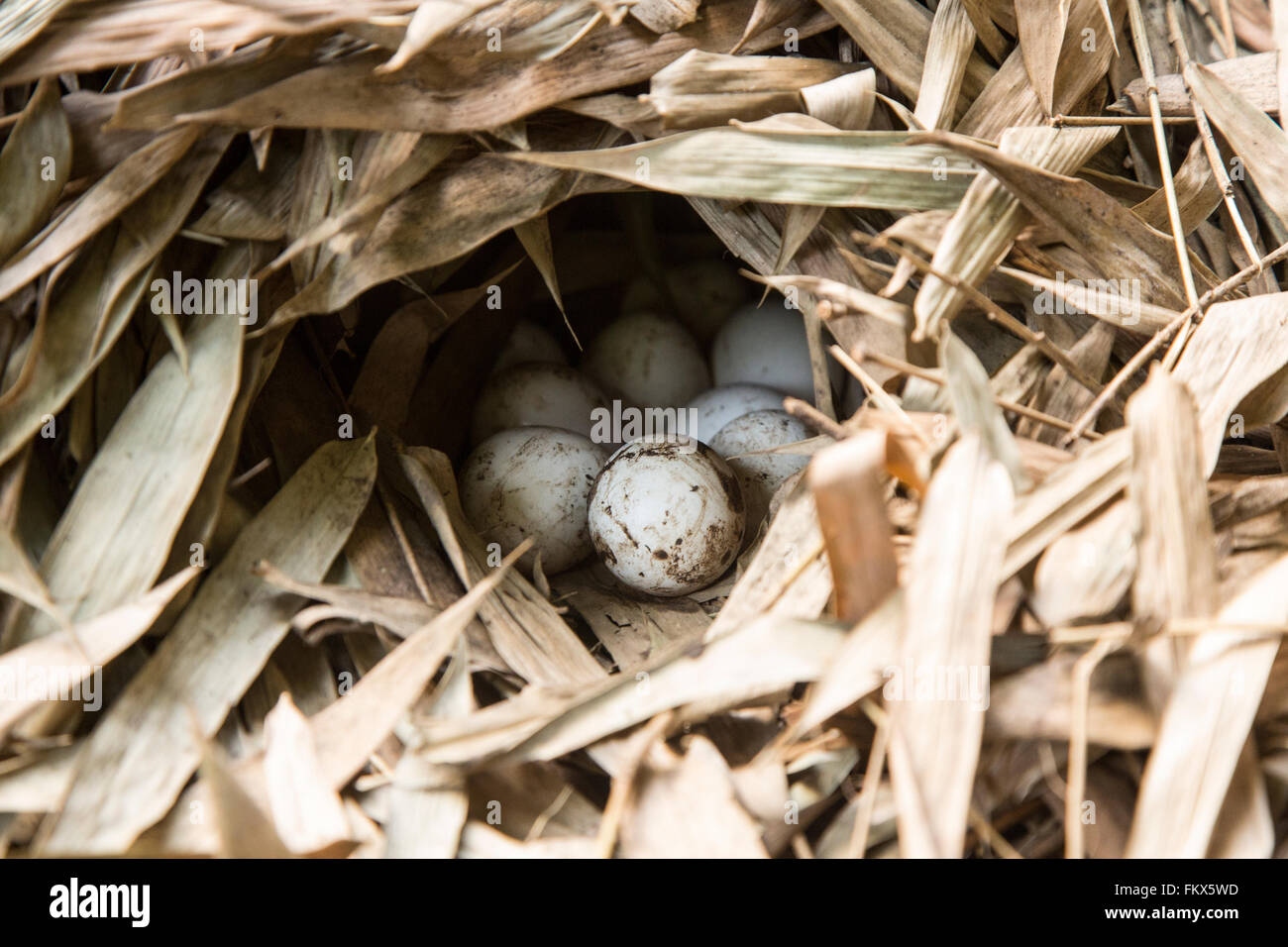 Roul roul bird hi-res stock photography and images - Alamy