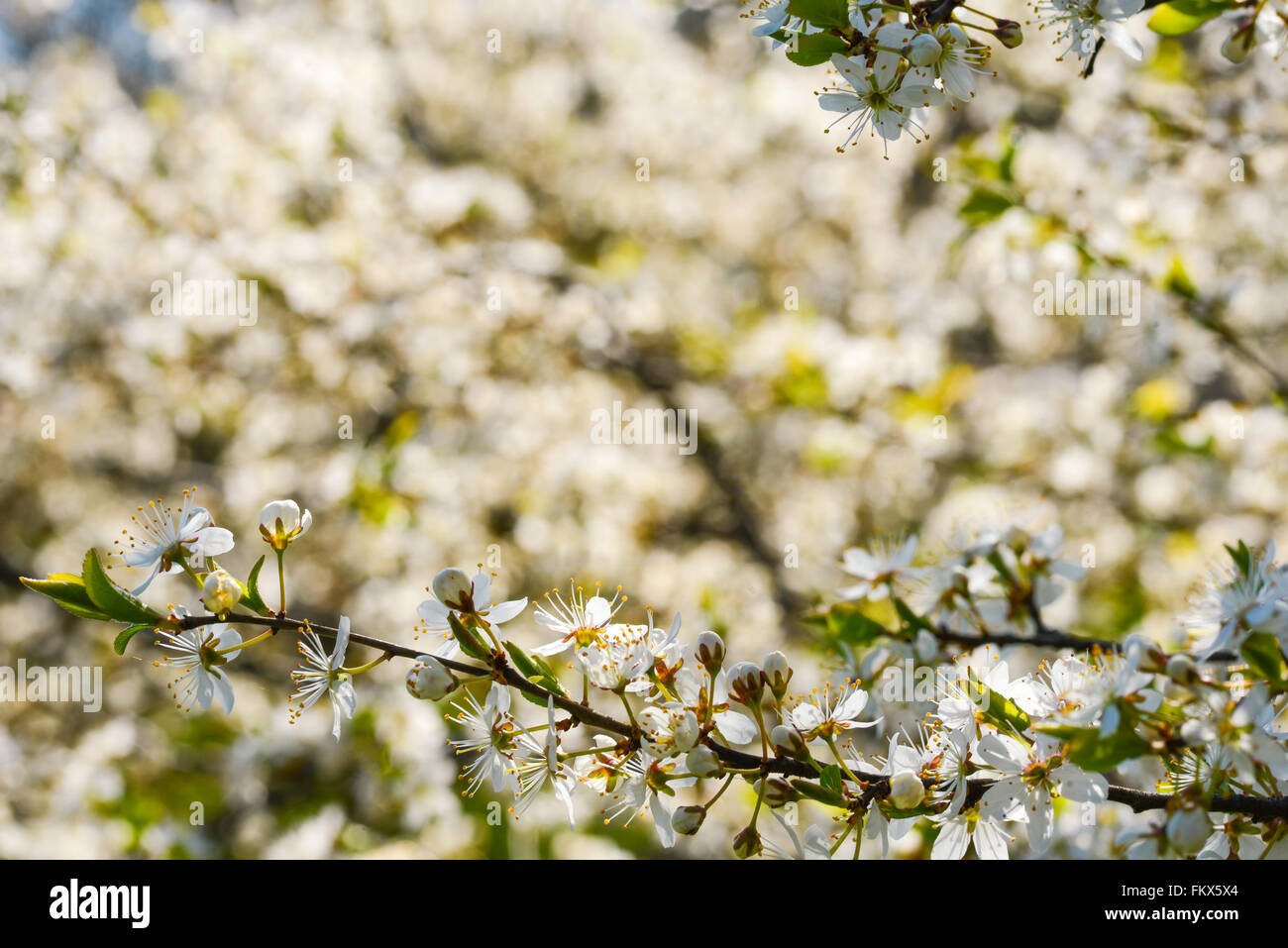 Springtime blossom detail hi-res stock photography and images - Alamy