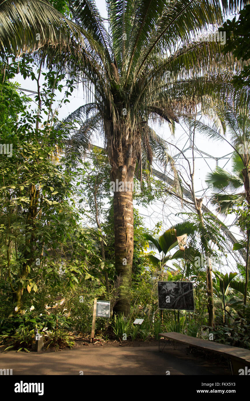 The Rainforest Biome, Eden Project Stock Photo - Alamy