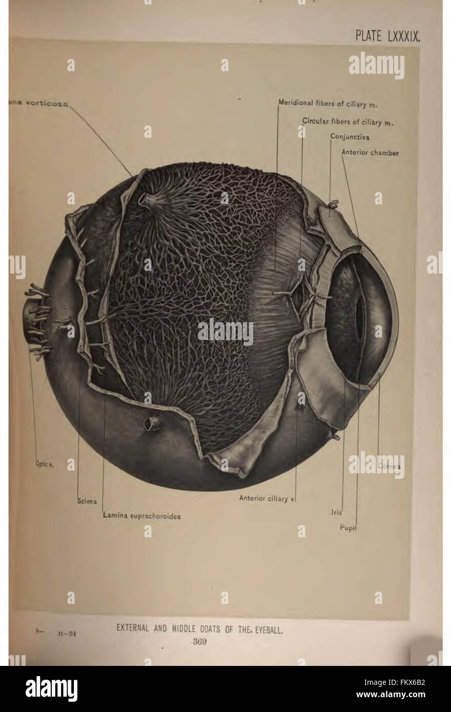 Surgical anatomy of the head and neck by Deaver, John B. (John Blair ...