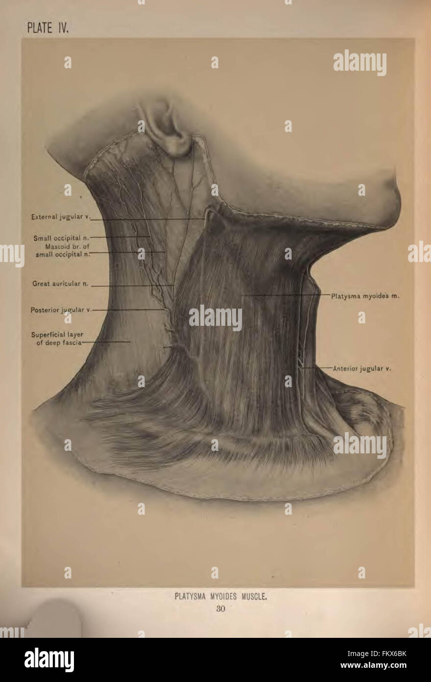 Surgical anatomy of the head and neck by Deaver, John B. (John Blair ...