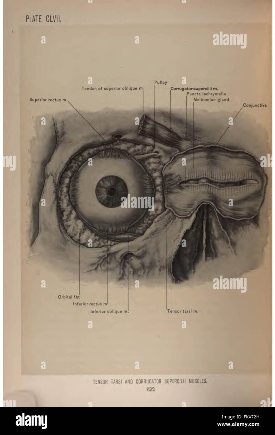 Surgical anatomy of the head and neck by Deaver, John B. (John Blair ...
