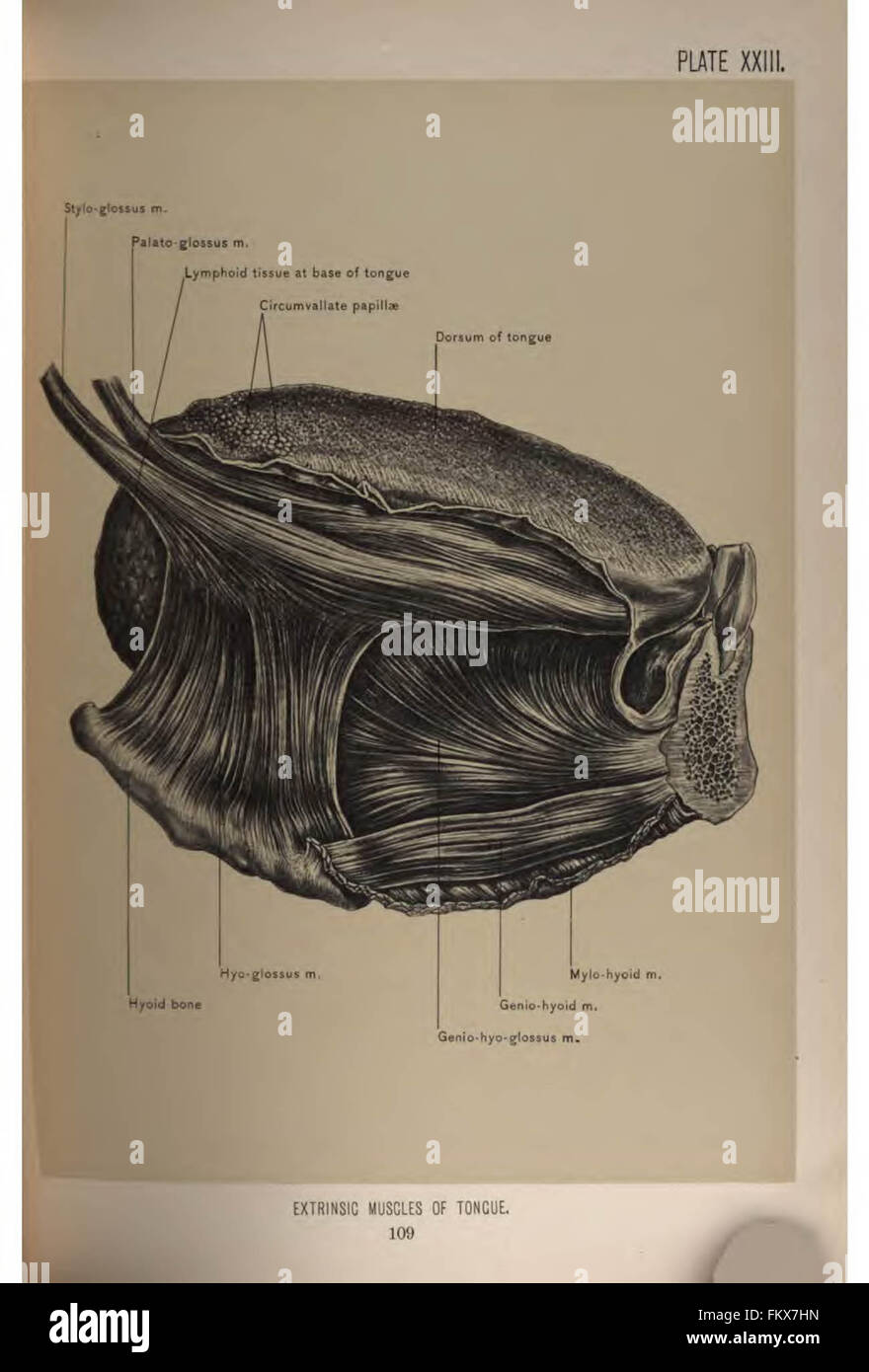 Surgical anatomy of the head and neck by Deaver, John B. (John Blair ...