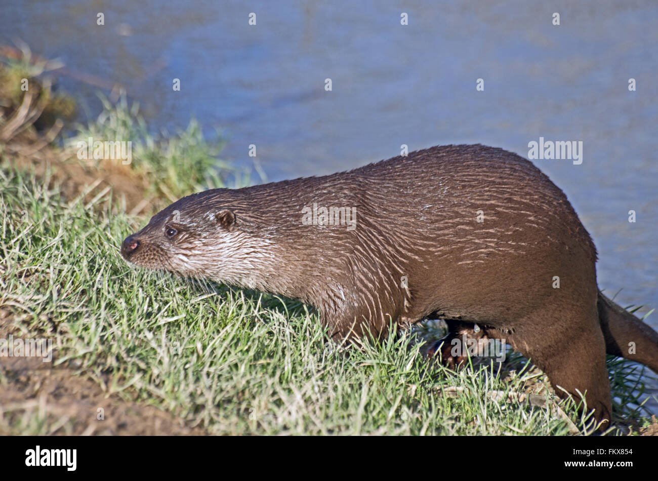 European, British Otter, Lutra Lutra Stock Photo - Alamy