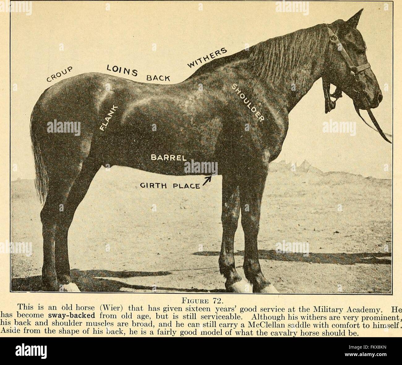 "Elements of hippology" (1914 Stock Photo - Alamy