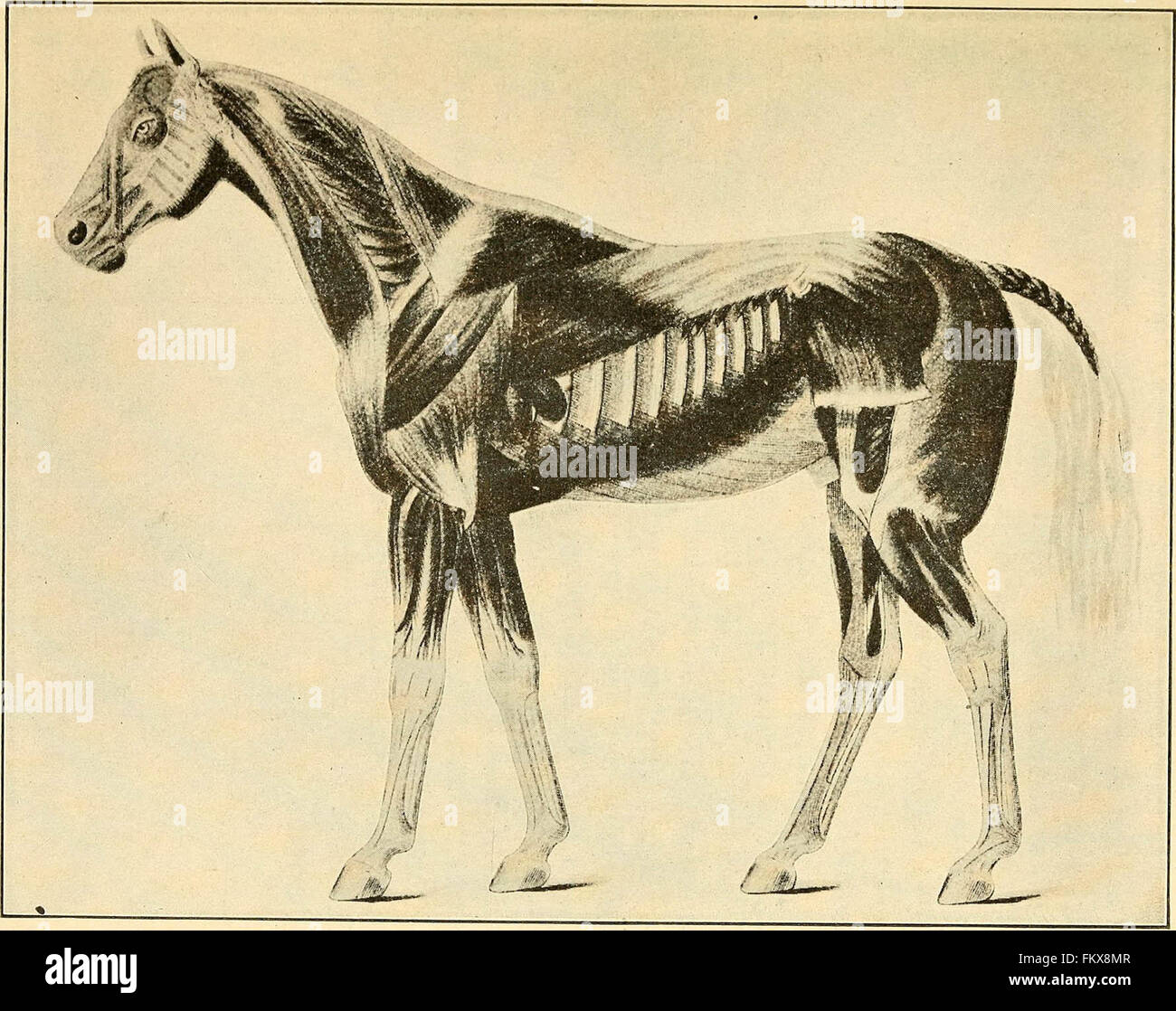 "Elements of hippology" (1914 Stock Photo - Alamy