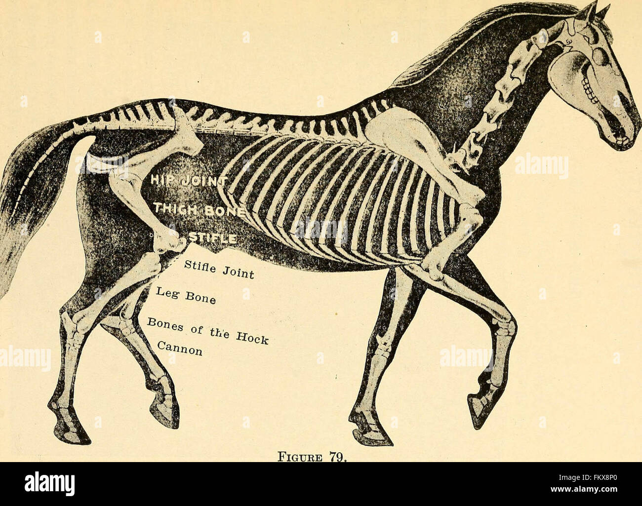 Hippology hi-res stock photography and images - Alamy