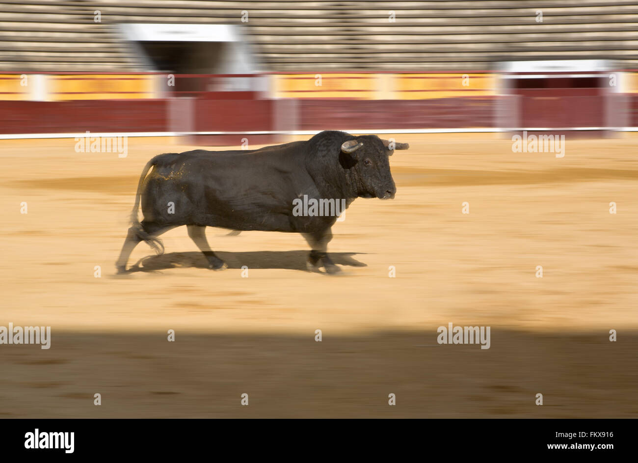 Bullfight where the bull is not killed hi-res stock photography and ...