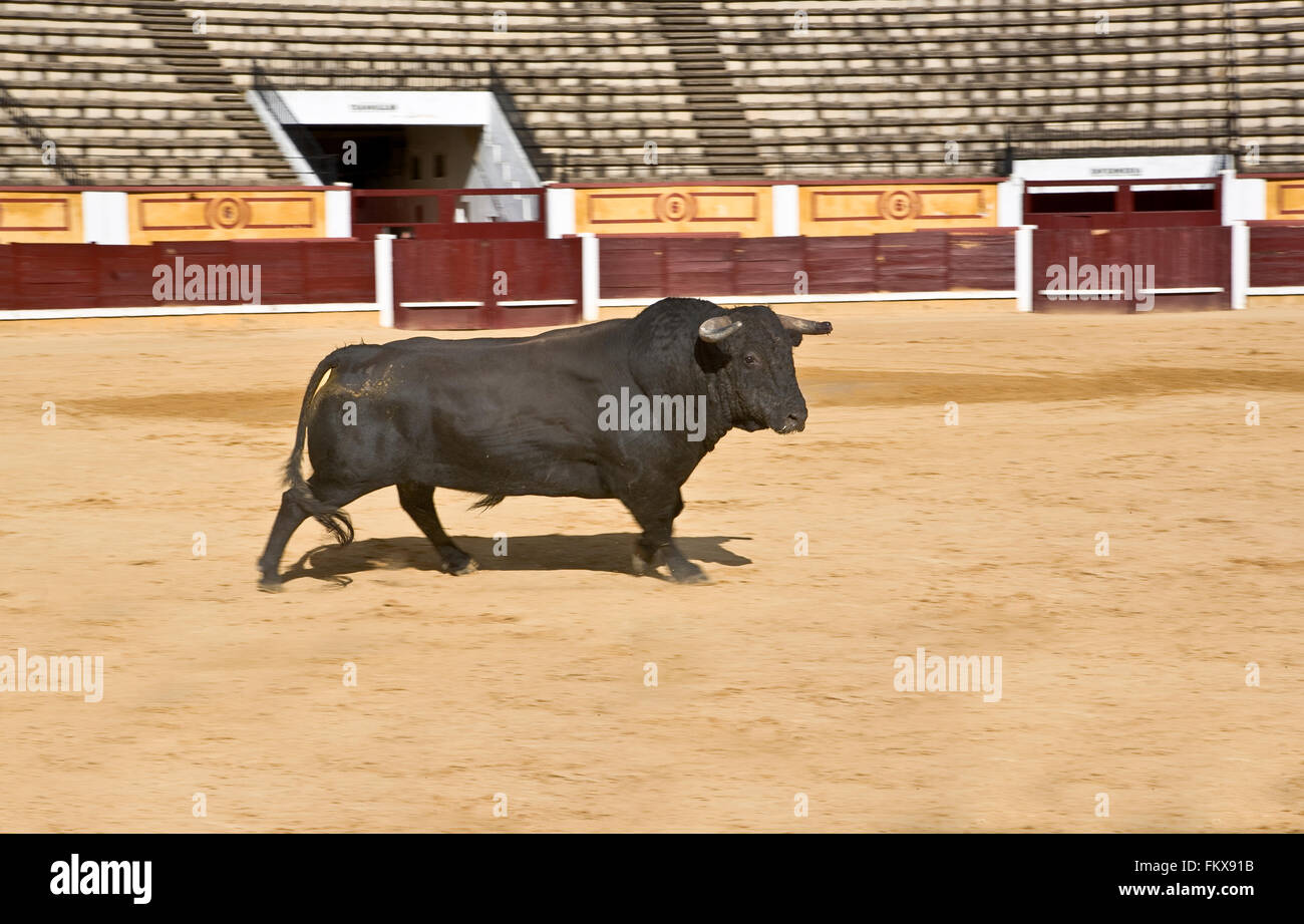 Bull running at the begining of the bullfight Stock Photo - Alamy
