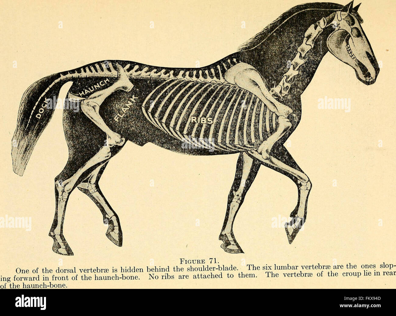 "Elements of hippology" (1914 Stock Photo - Alamy