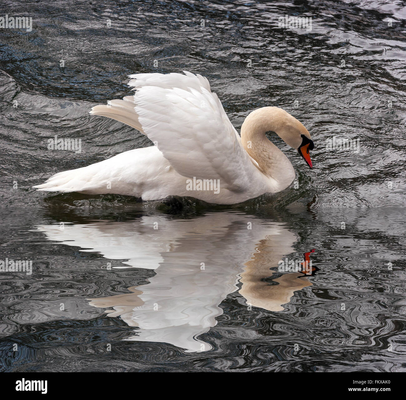 Tea leaves background/ green tea Stock Photo - Alamy
