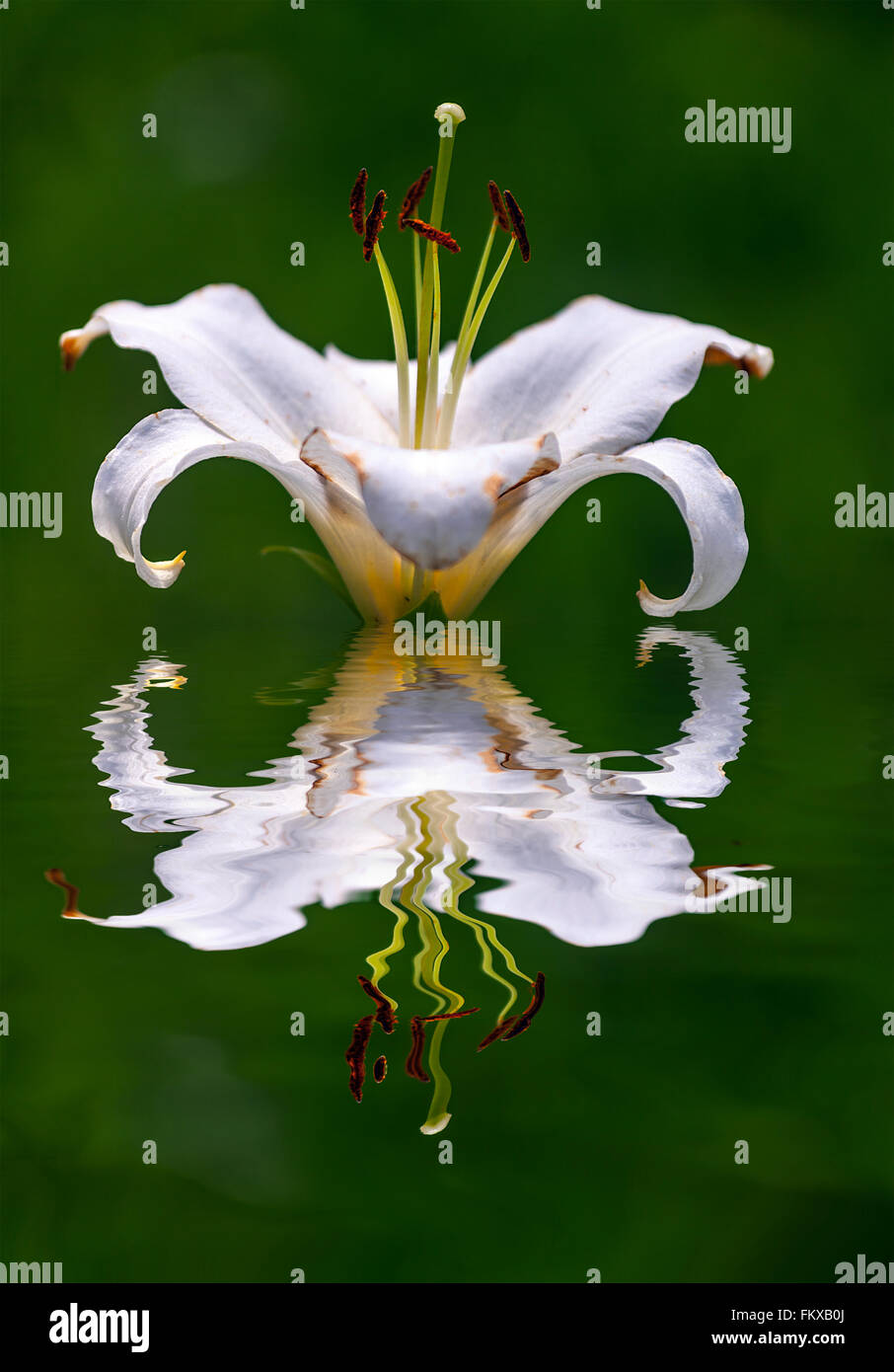 Lilly white field hi-res stock photography and images - Alamy