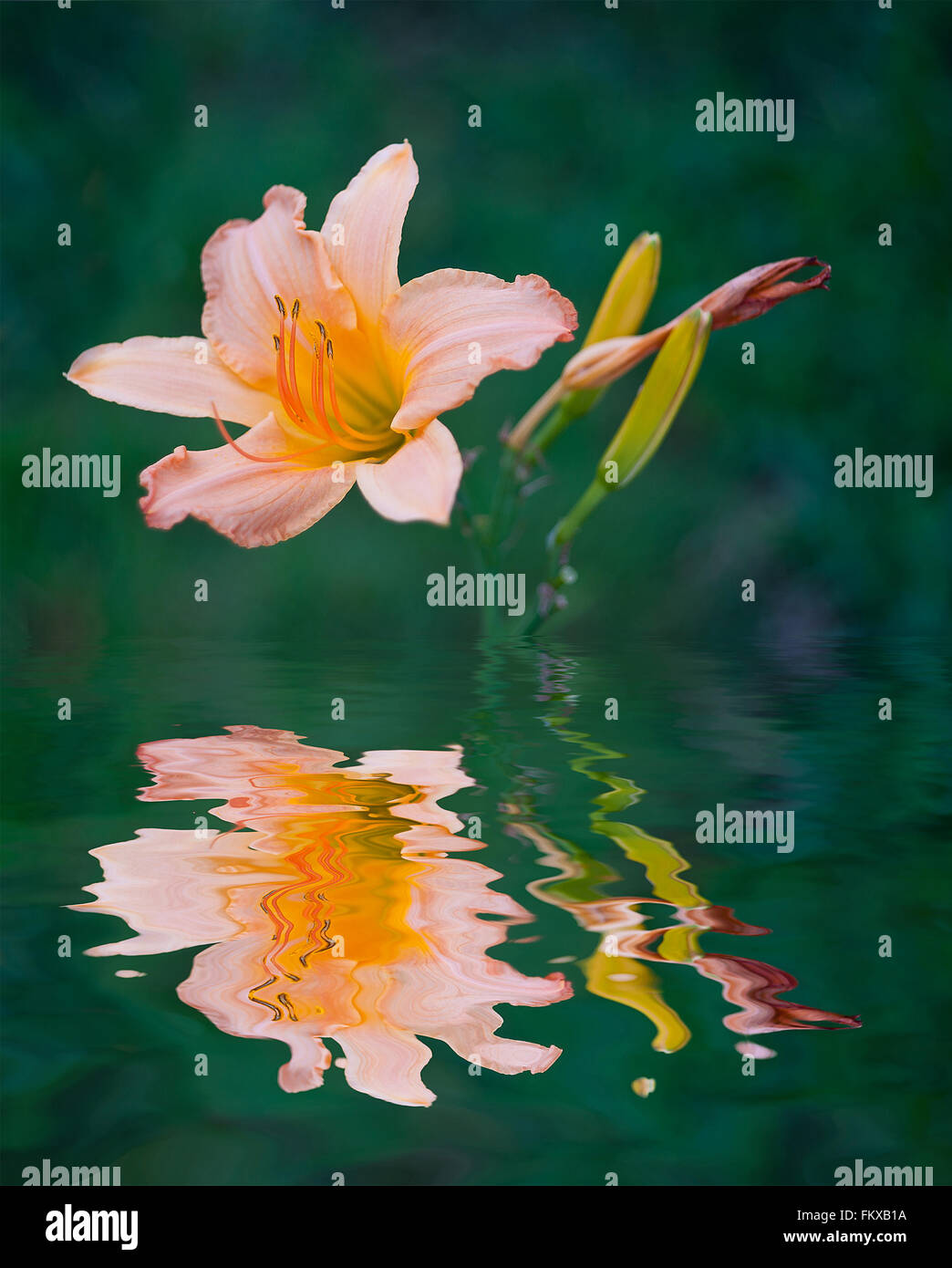 lilly reflection in pond Stock Photo - Alamy
