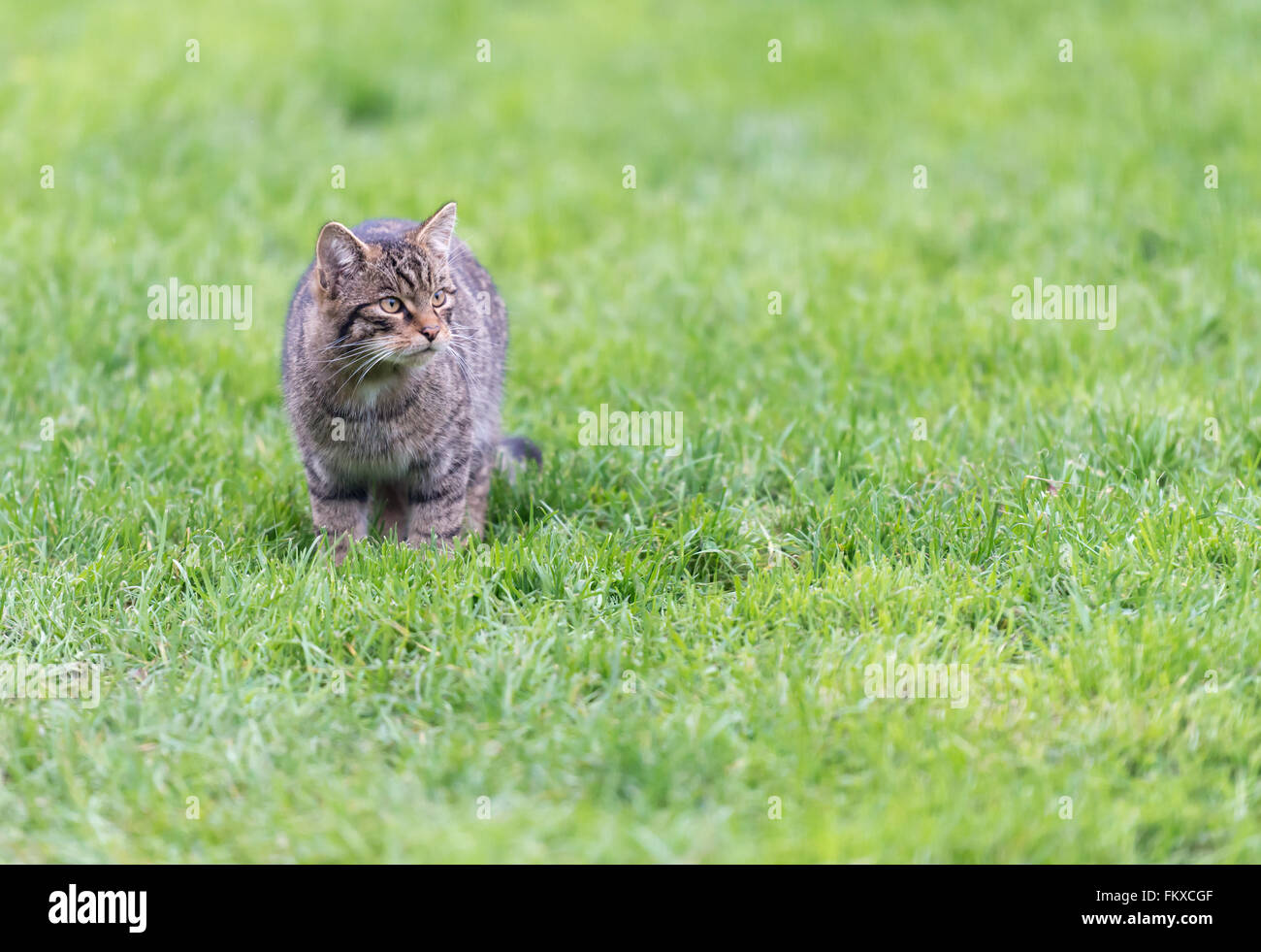 A single Scottish wildcat kitten {Felis silvestris}, standing and ...